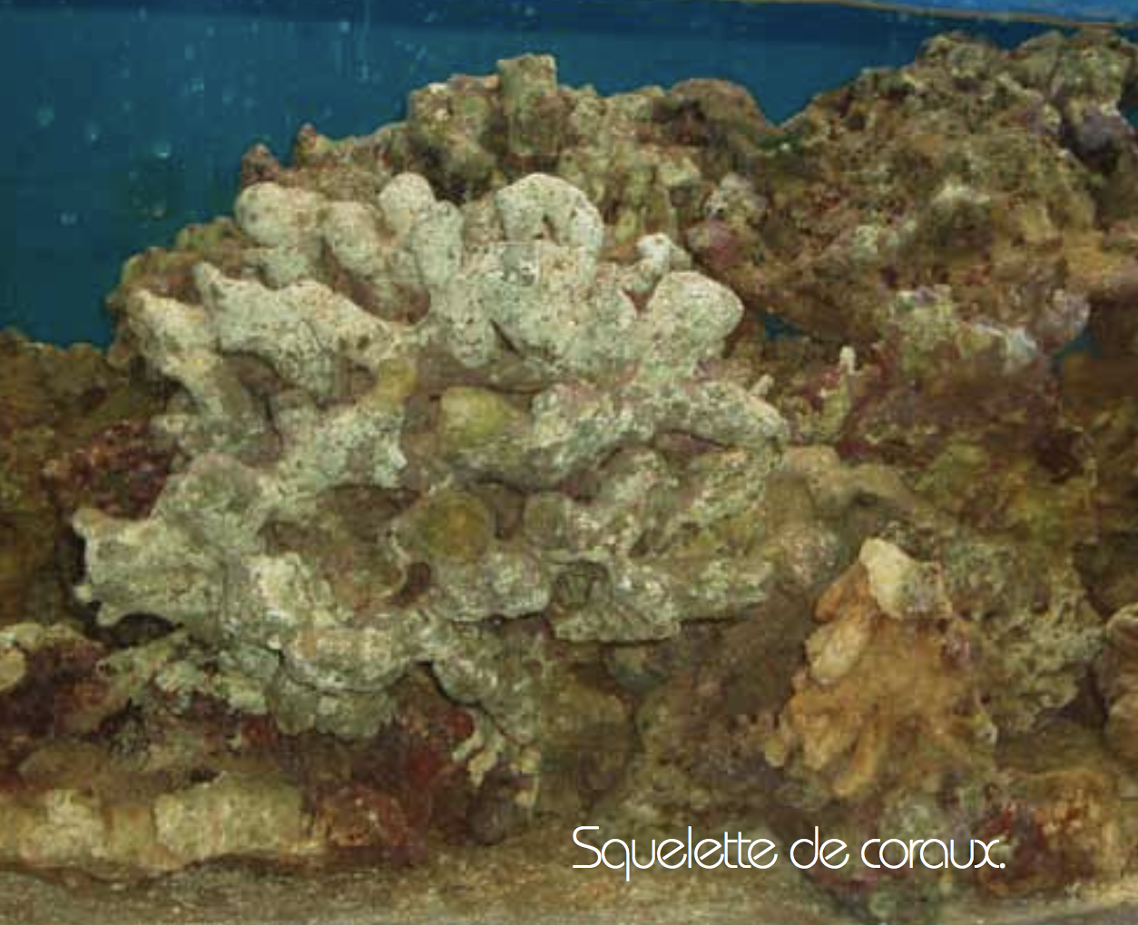 Les pierres vivantes – Aquariophile facile, en eau douce et marine.