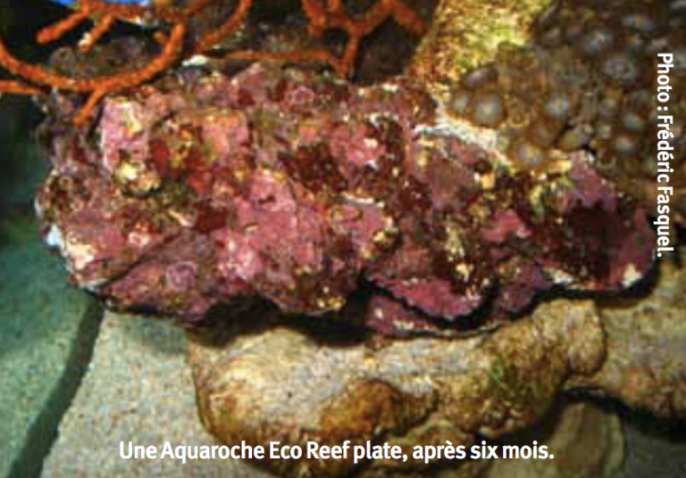 Les pierres vivantes – Aquariophile facile, en eau douce et marine.