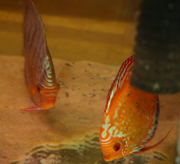 Reproduire ses Discus – Aquariophile facile, en eau douce et marine.