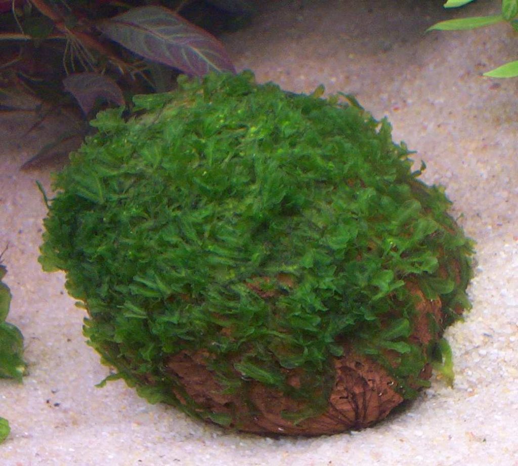 Monosolenium tenerum – Aquariophile facile, en eau douce et marine.