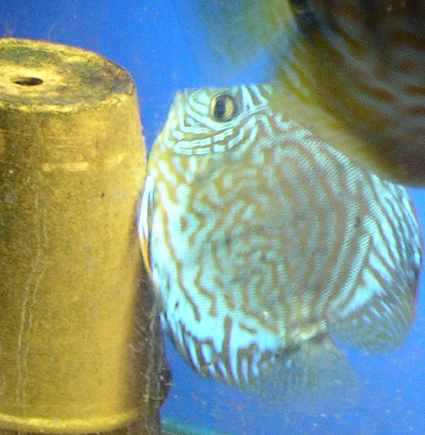 Reproduire ses Discus – Aquariophile facile, en eau douce et marine.