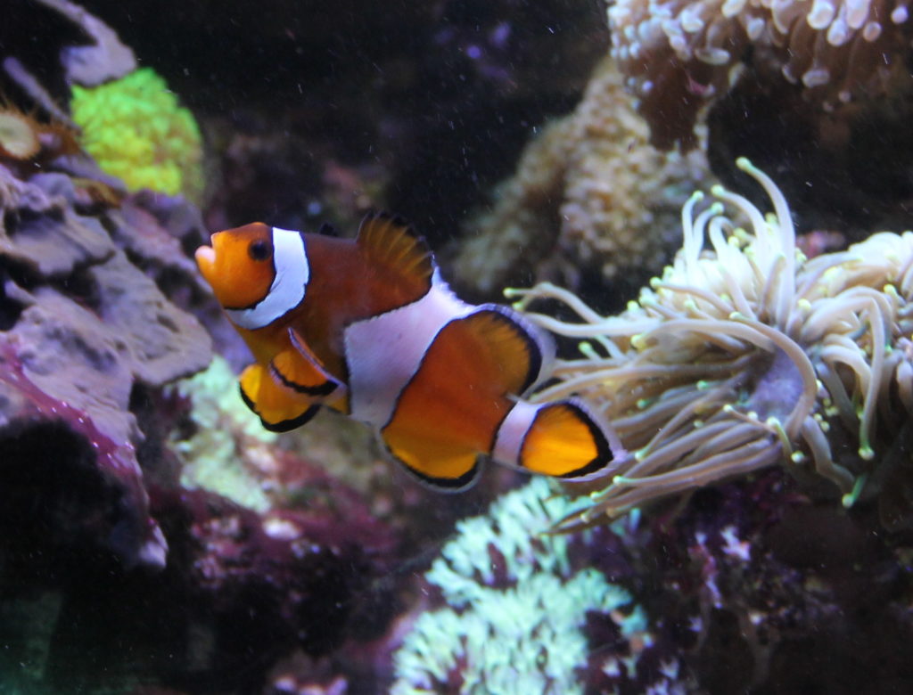 Mes poissons – Aquariophile facile, en eau douce et marine.