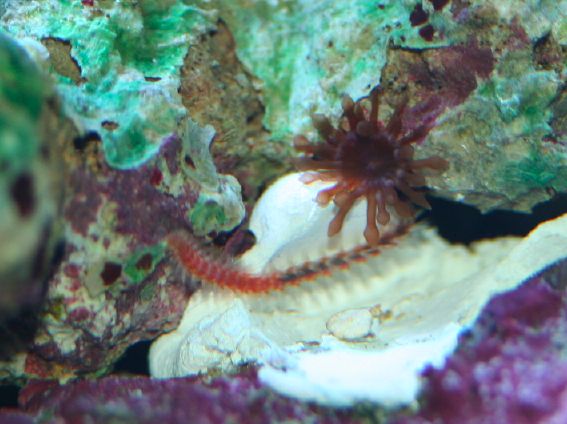 Bestioles d’eau salée – Aquariophile facile, en eau douce et marine.