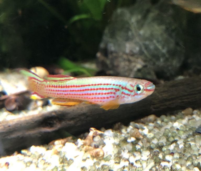 Les Killies – Aquariophile facile, en eau douce et marine.