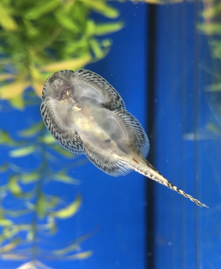 Sewellia – Aquariophile facile, en eau douce et marine.