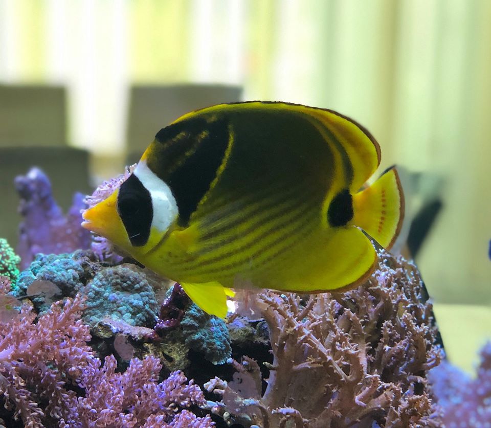 Mes poissons – Aquariophile facile, en eau douce et marine.