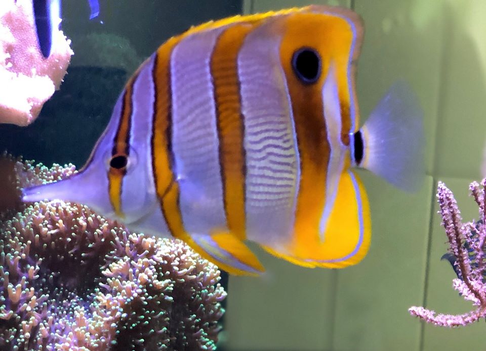 Mes poissons – Aquariophile facile, en eau douce et marine.