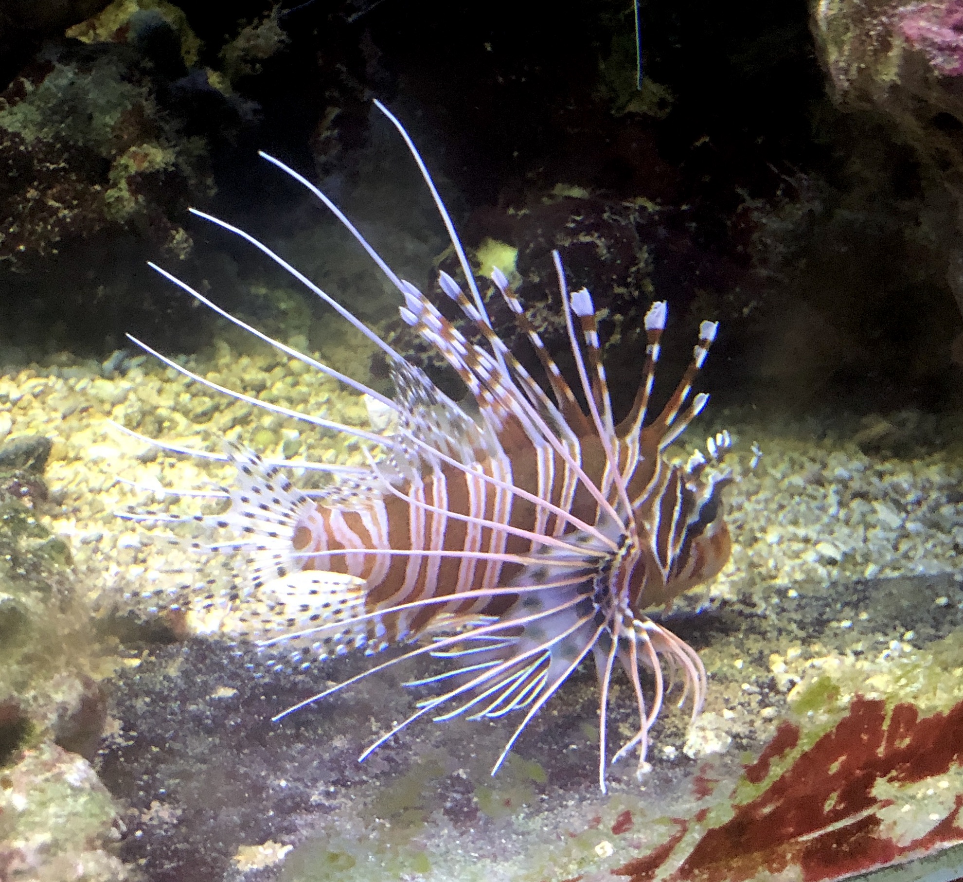 Mes poissons – Aquariophile facile, en eau douce et marine.