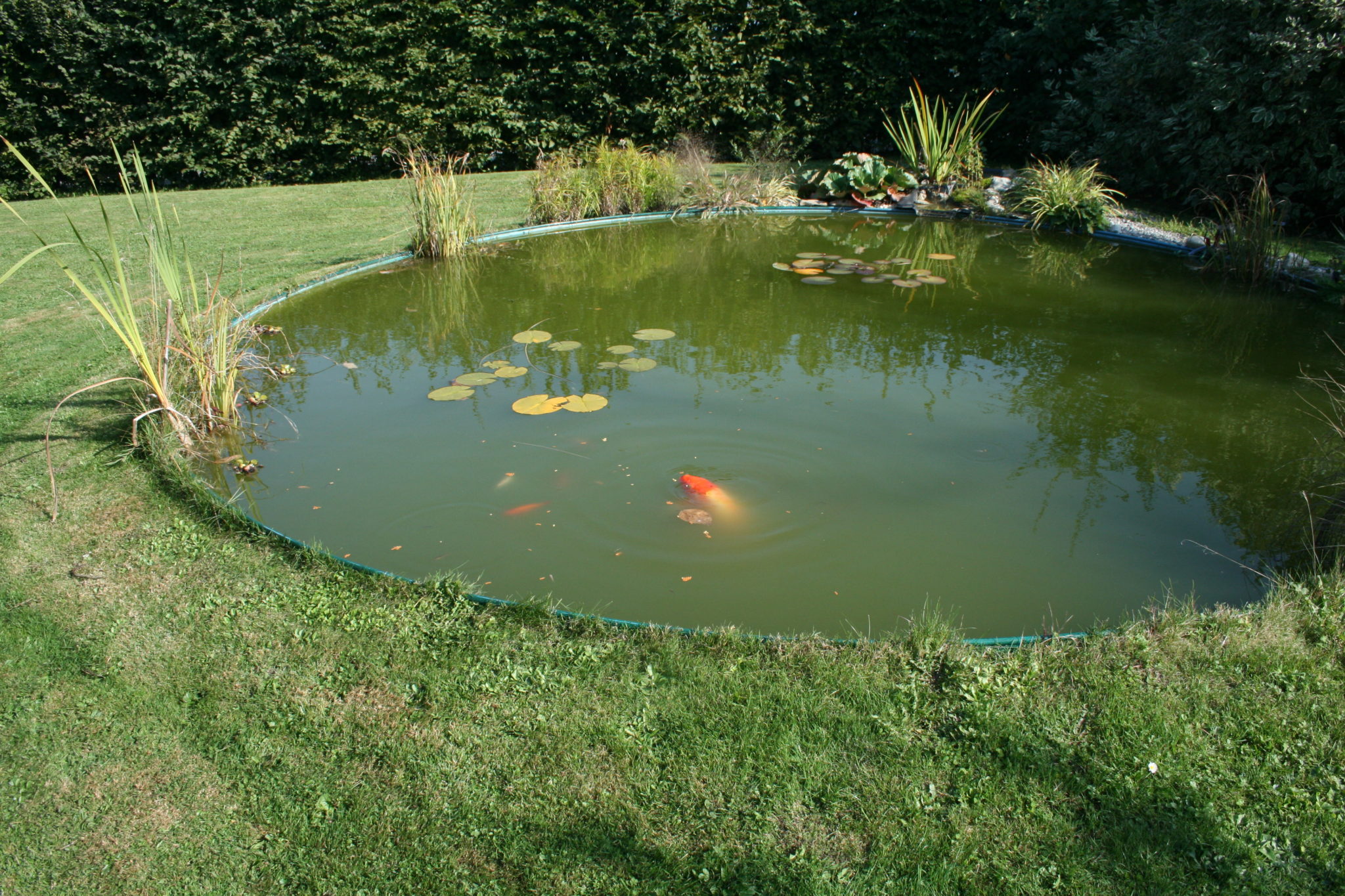 Les étangs – Aquariophile facile, en eau douce et marine.