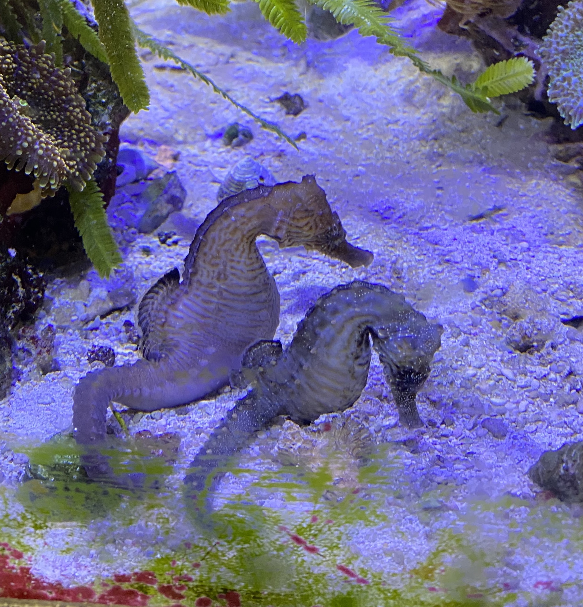 Hippocampe erectus – Aquariophile facile, en eau douce et marine.