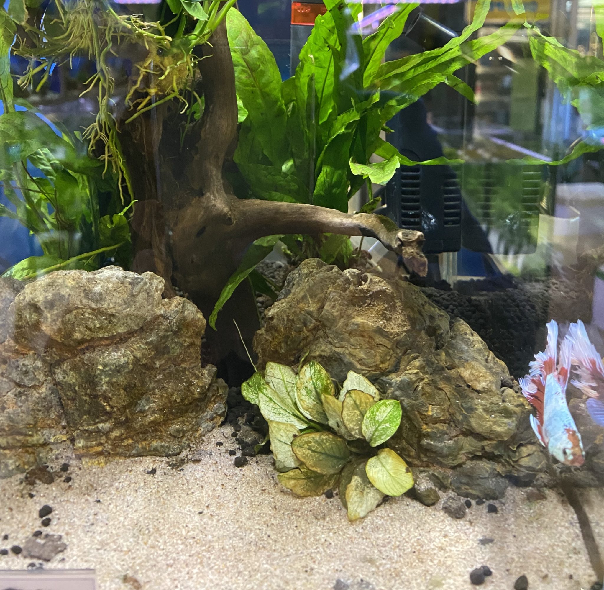 Bacs plantés, aquascaping – Aquariophile facile, en eau douce et marine.