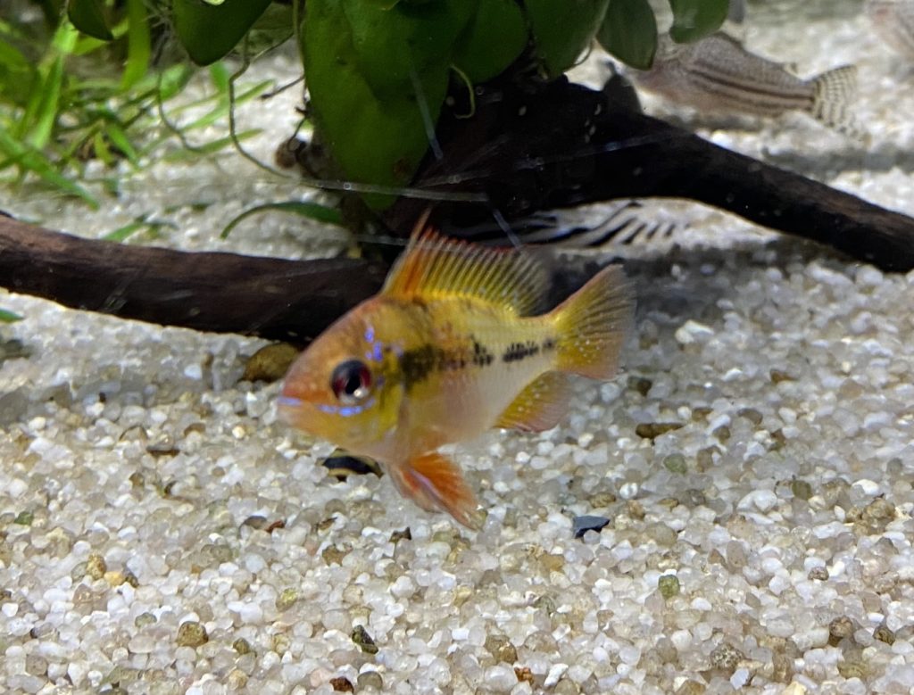 Ramirezi – Aquariophile facile, en eau douce et marine.