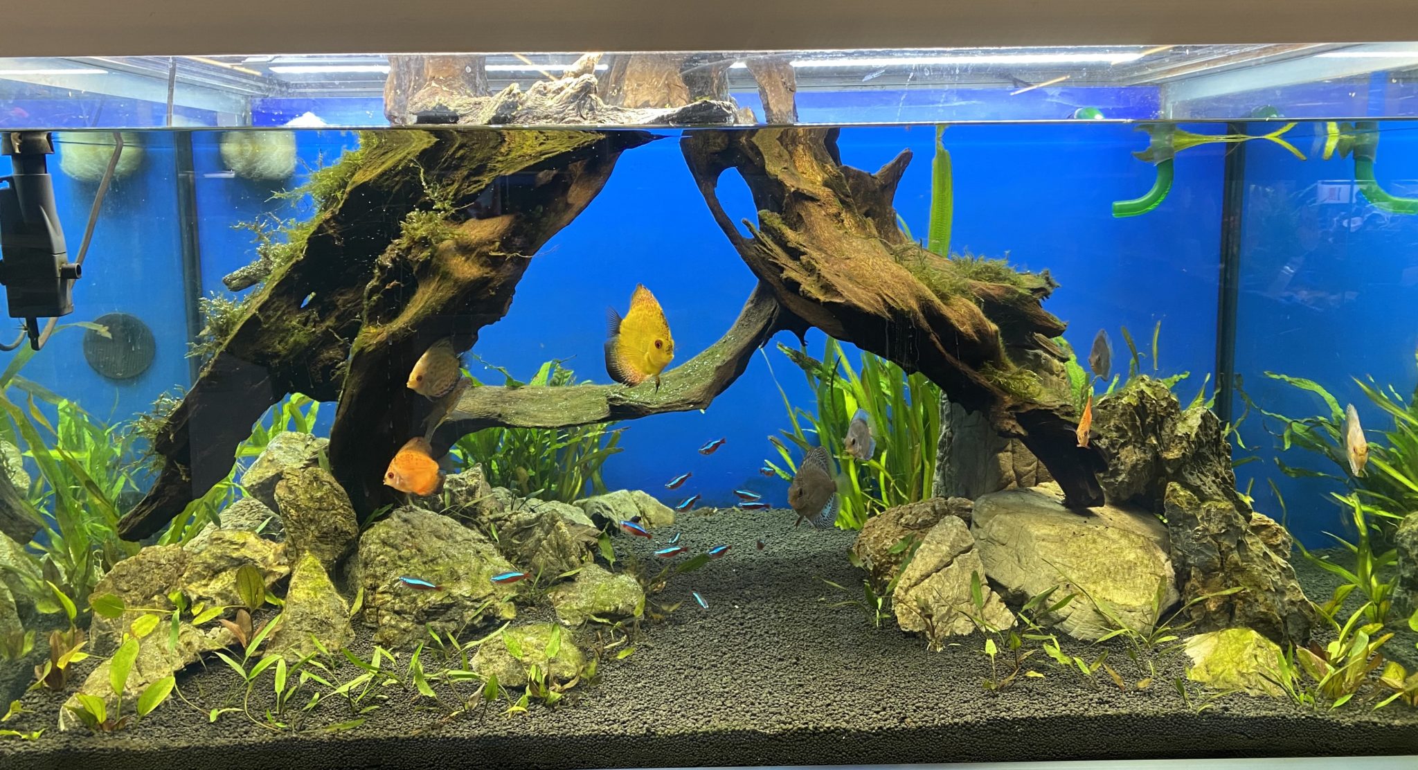 Bacs plantés, aquascaping – Aquariophile facile, en eau douce et marine.