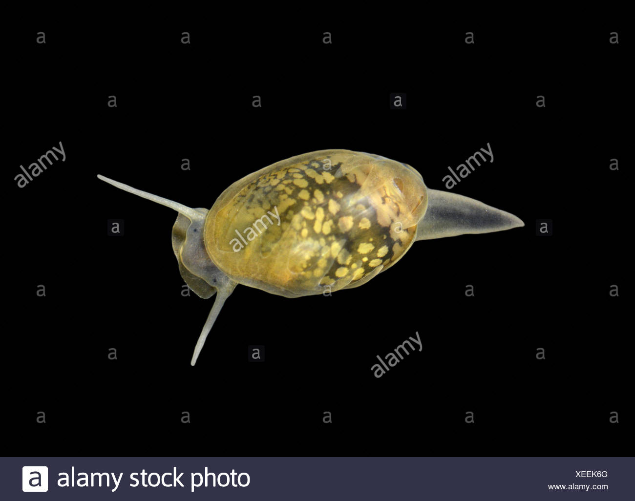 Les escargots – Aquariophile facile, en eau douce et marine.