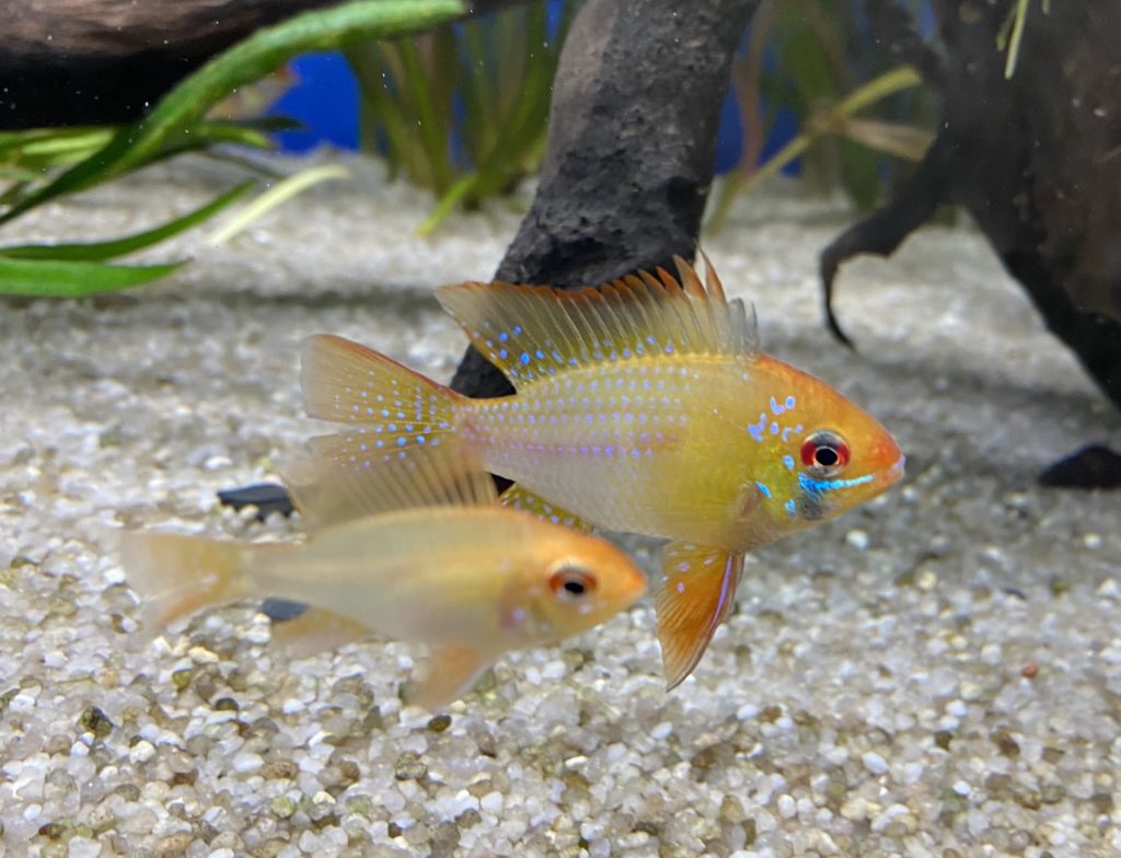 Ramirezi – Aquariophile facile, en eau douce et marine.