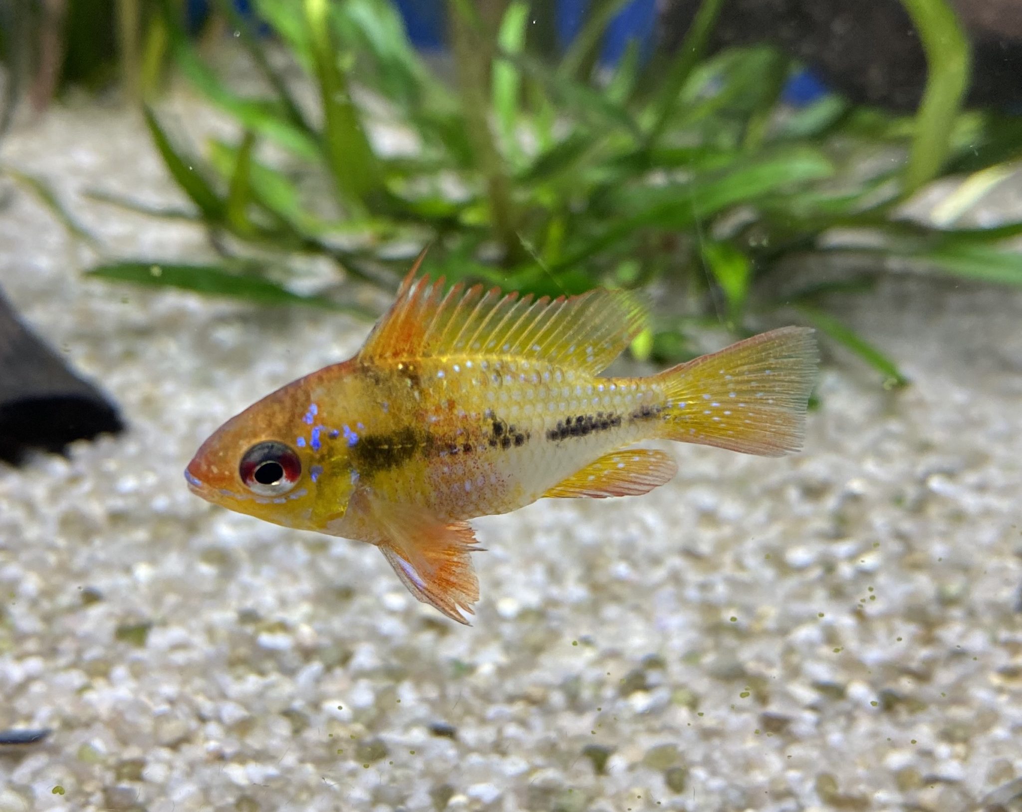 Ramirezi – Aquariophile facile, en eau douce et marine.