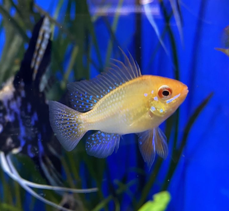 Ramirezi – Aquariophile facile, en eau douce et marine.