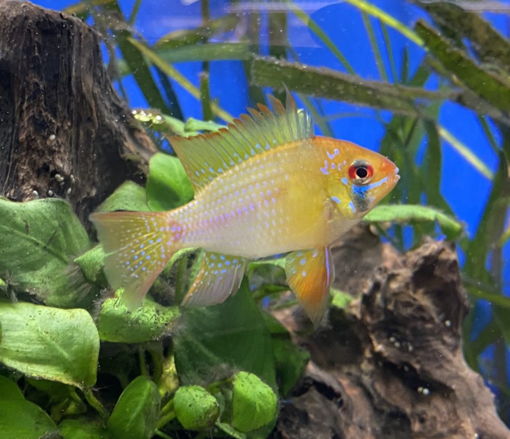 Ramirezi – Aquariophile facile, en eau douce et marine.