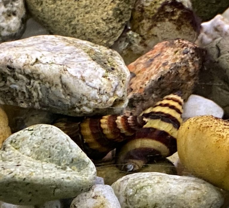 Les Escargots Aquariophile Facile En Eau Douce Et Marine les-escargots-aquariophile-facile-en-eau-douce-et-marine