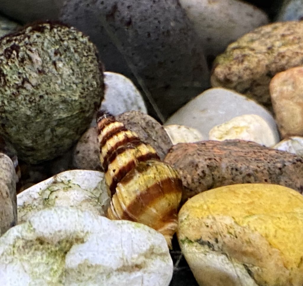 Les escargots – Aquariophile facile, en eau douce et marine.