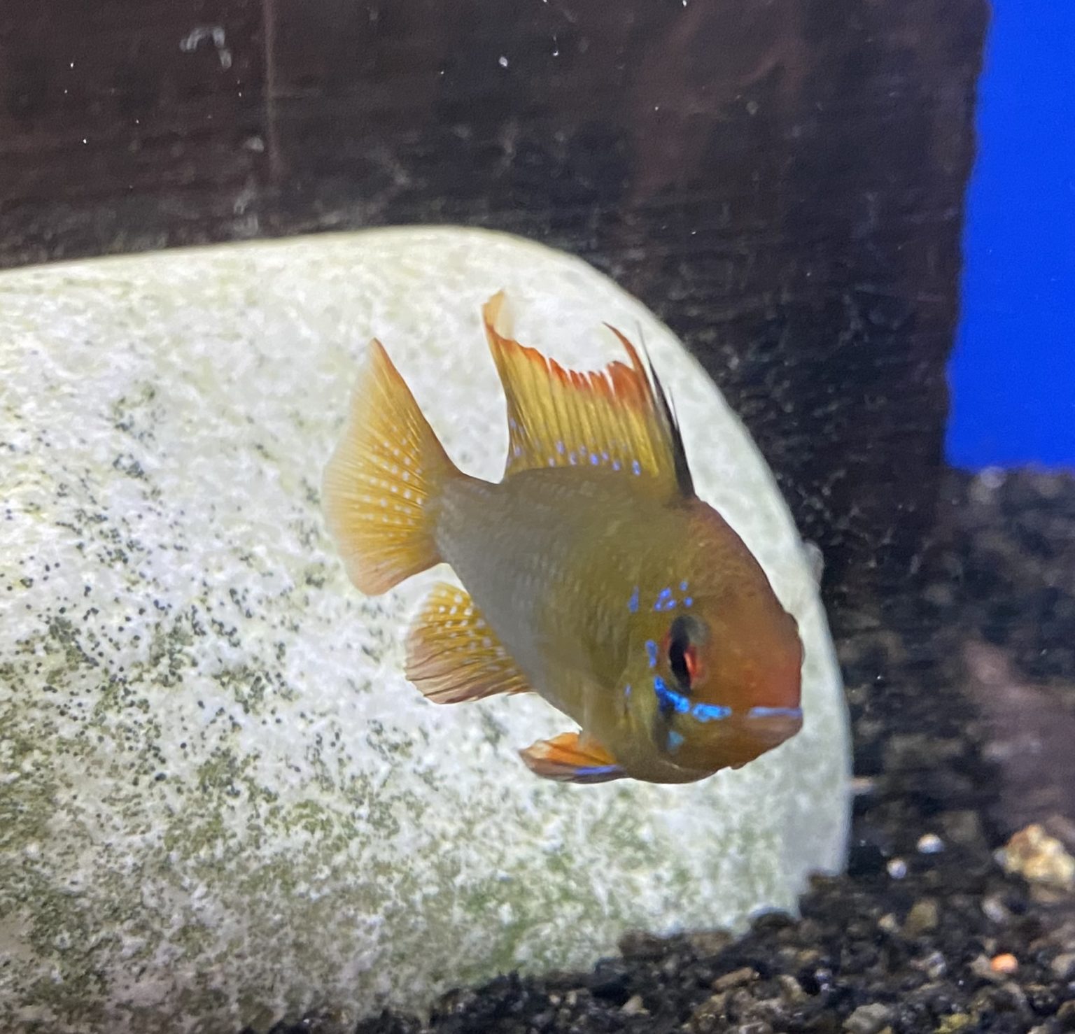 Ramirezi – Aquariophile facile, en eau douce et marine.