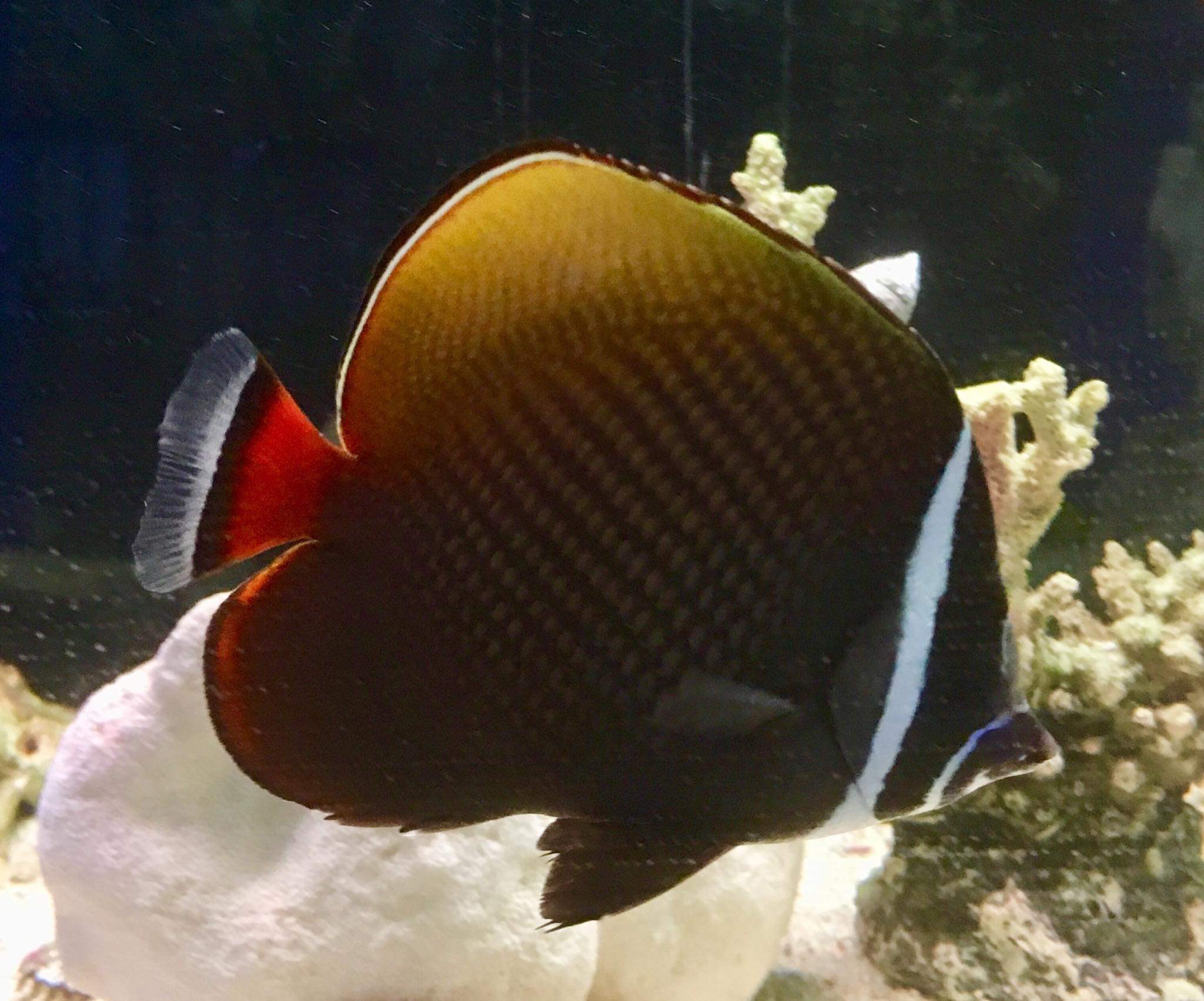 Mes poissons – Aquariophile facile, en eau douce et marine.