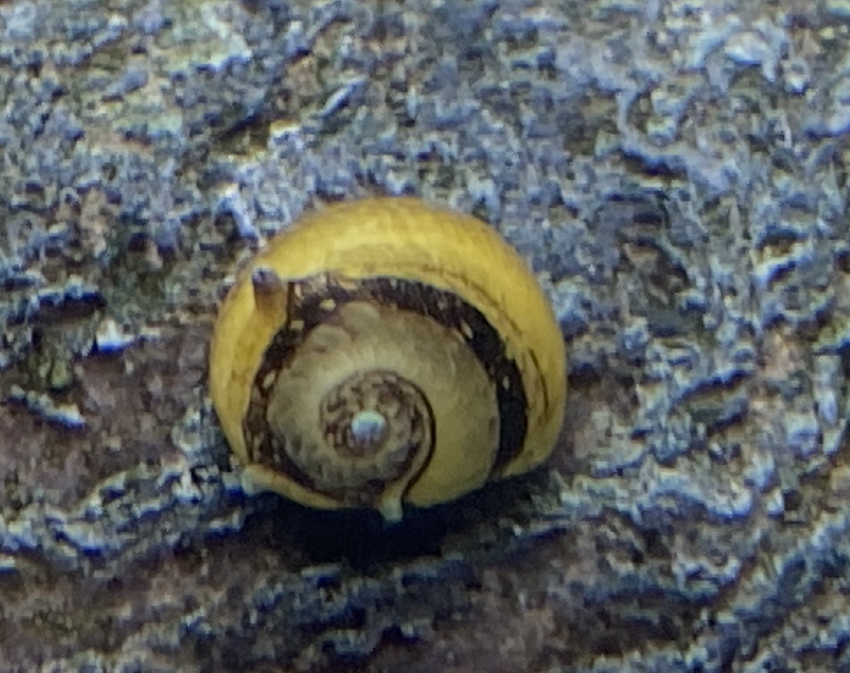 Les escargots – Aquariophile facile, en eau douce et marine.