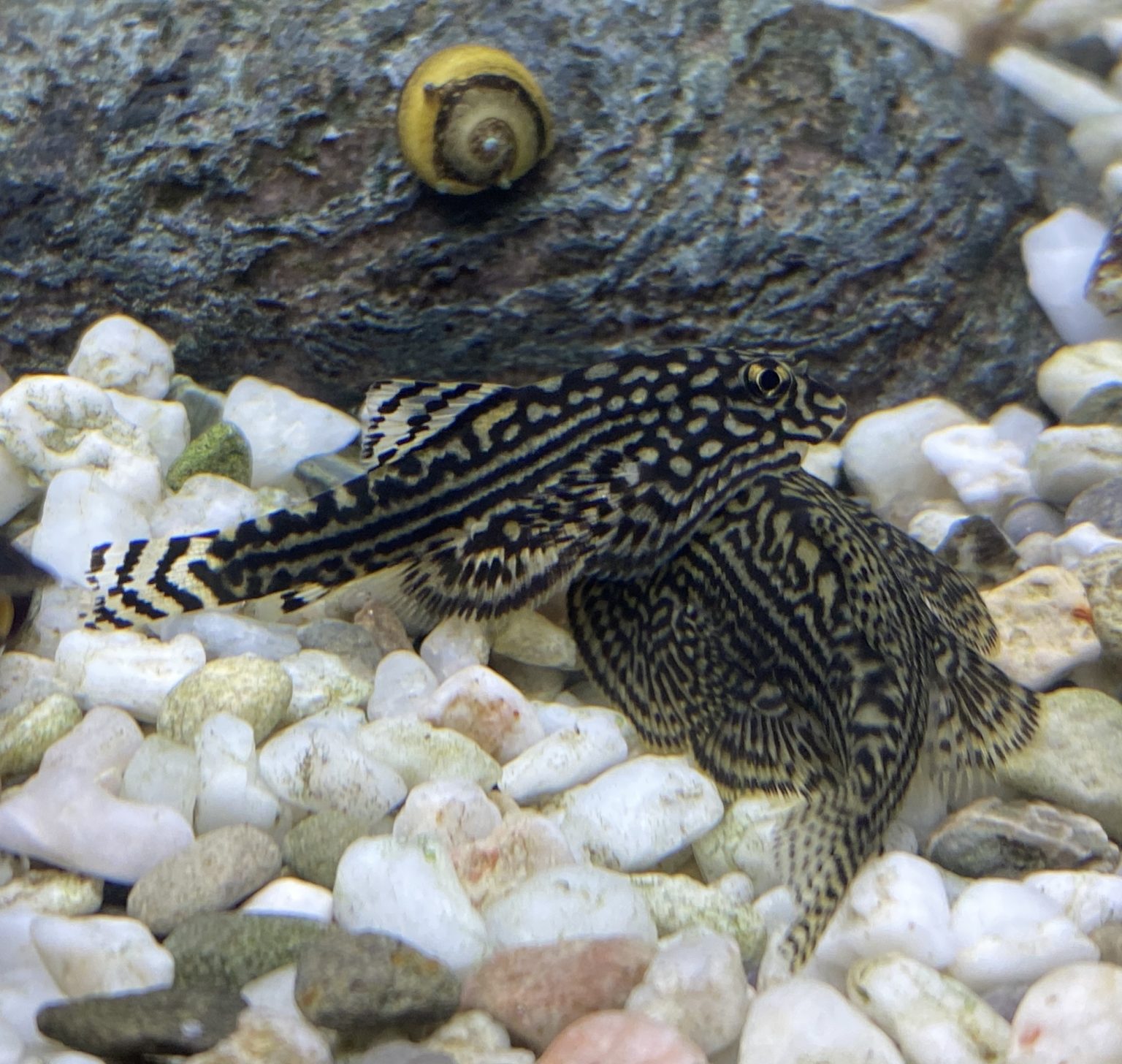 Sewellia – Aquariophile facile, en eau douce et marine.