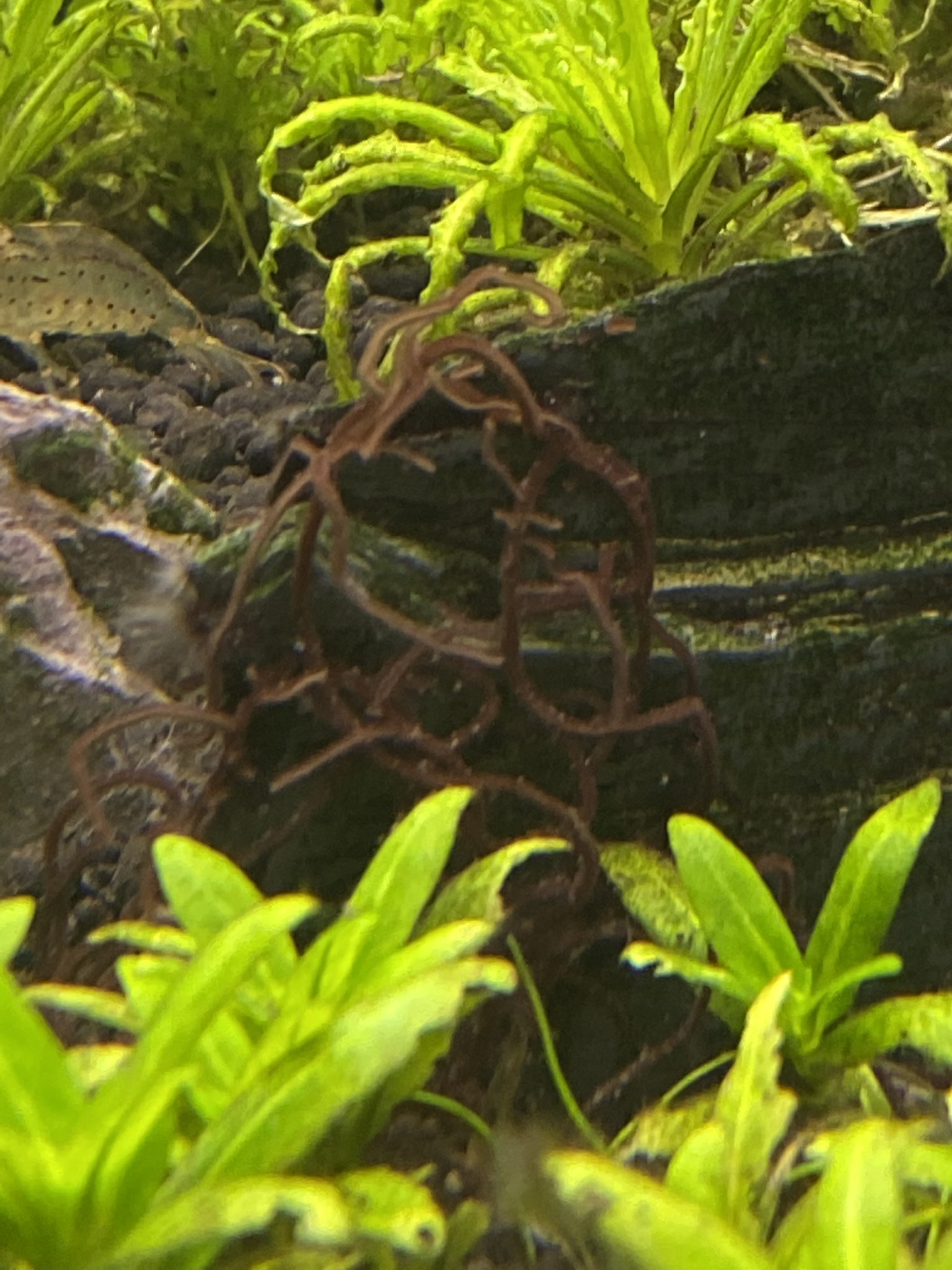 Les algues en eau douce – Aquariophile facile, en eau douce et marine.