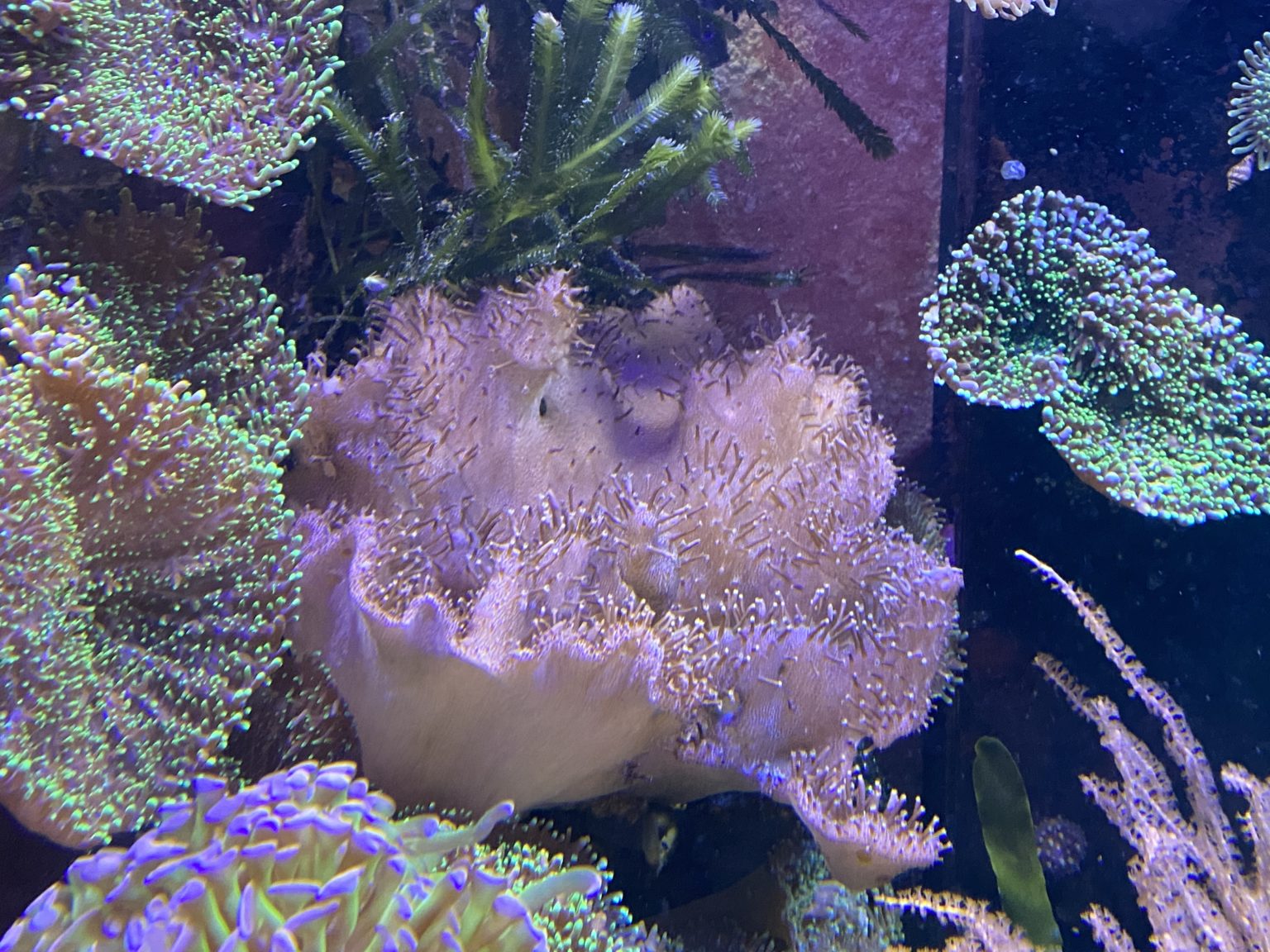 Bouturer des coraux mous – Aquariophile facile, en eau douce et marine.
