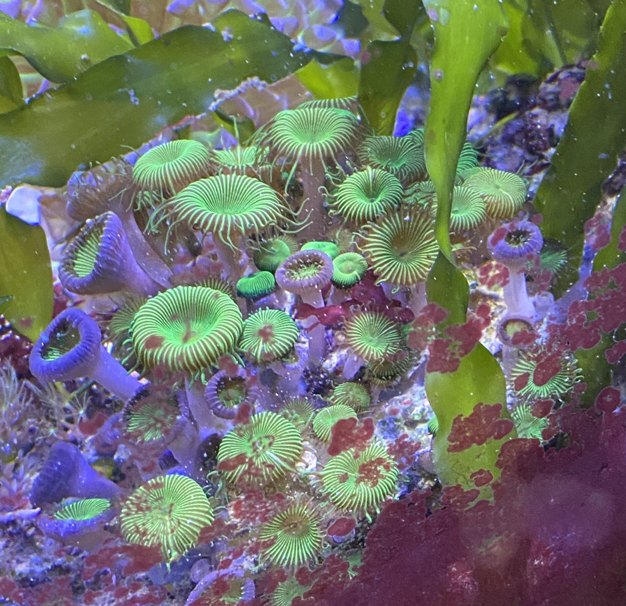 Bouturer des coraux mous – Aquariophile facile, en eau douce et marine.