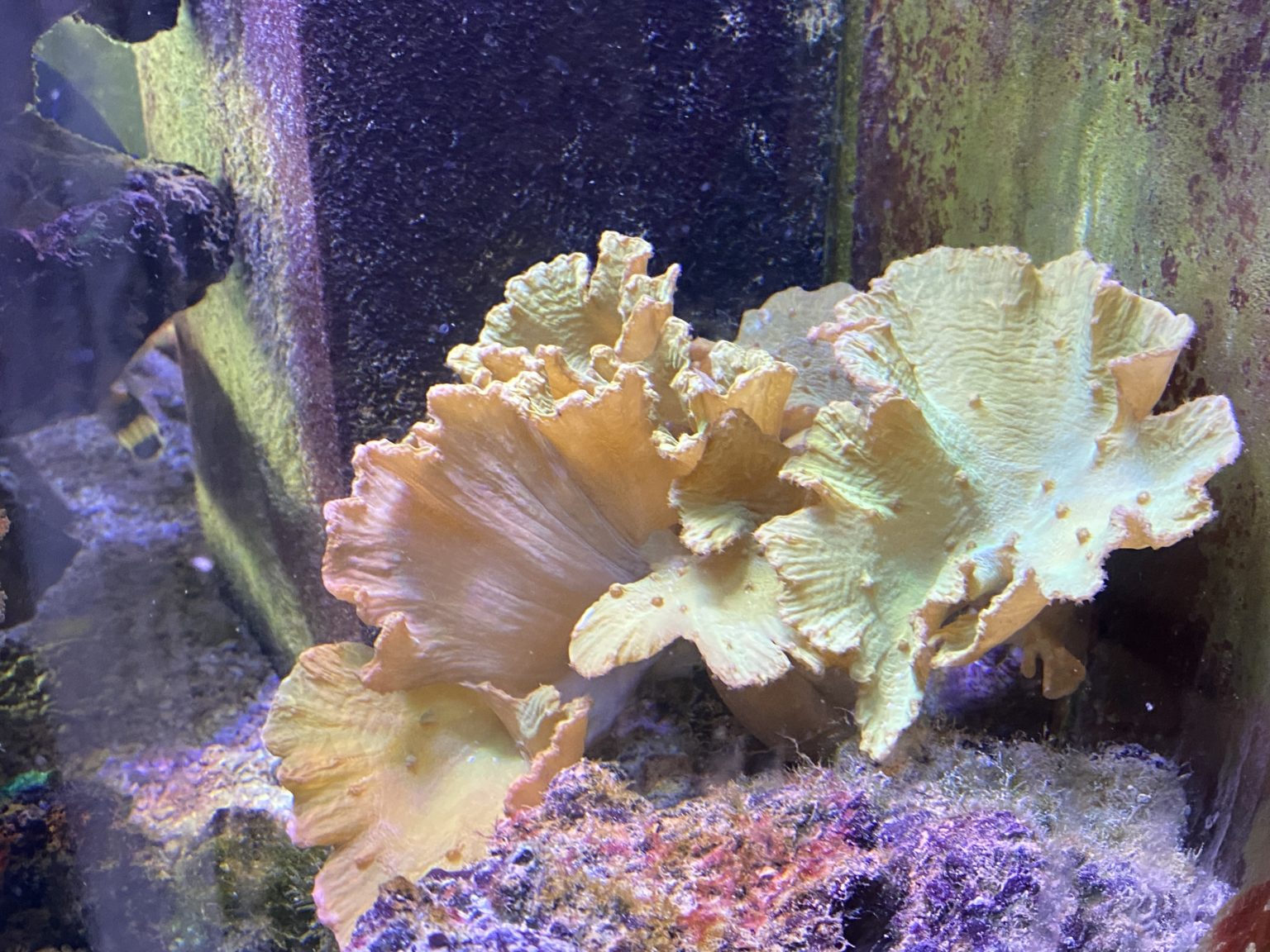 Bouturer des coraux mous – Aquariophile facile, en eau douce et marine.