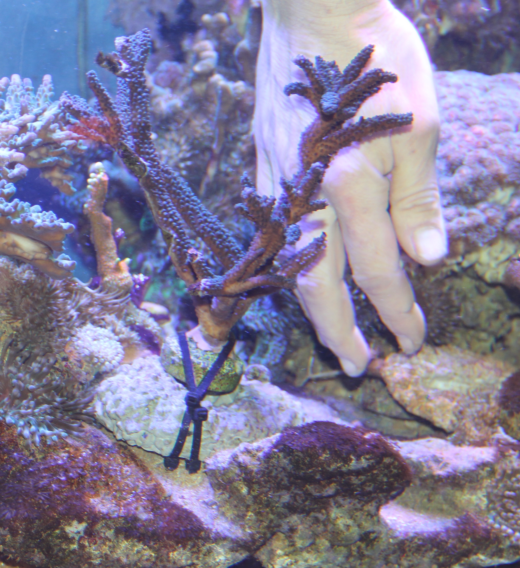 Bouturer des coraux durs – Aquariophile facile, en eau douce et marine.