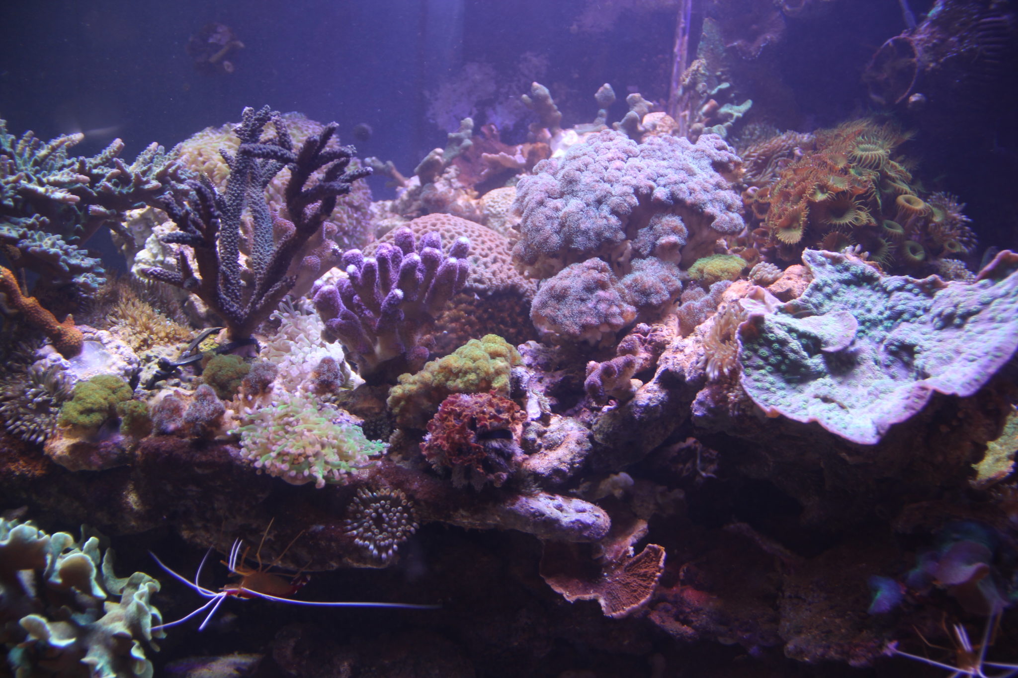 Bouturer des coraux durs – Aquariophile facile, en eau douce et marine.