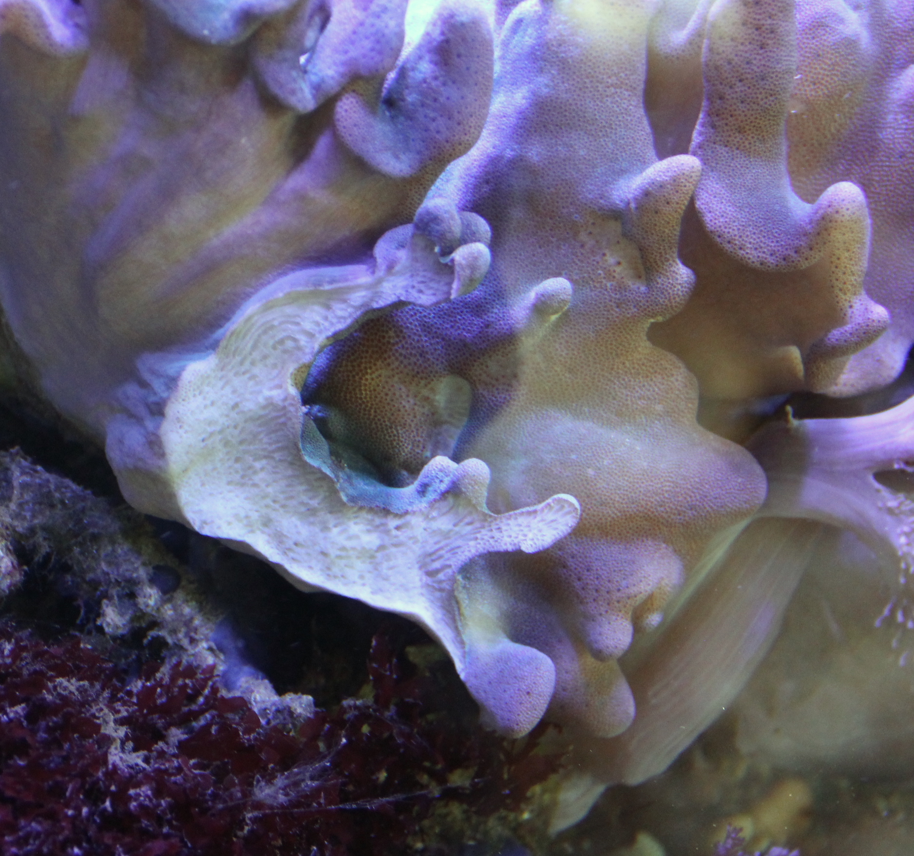 Bouturer des coraux mous – Aquariophile facile, en eau douce et marine.