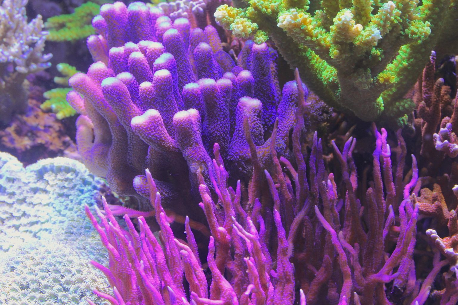 Bouturer des coraux durs – Aquariophile facile, en eau douce et marine.
