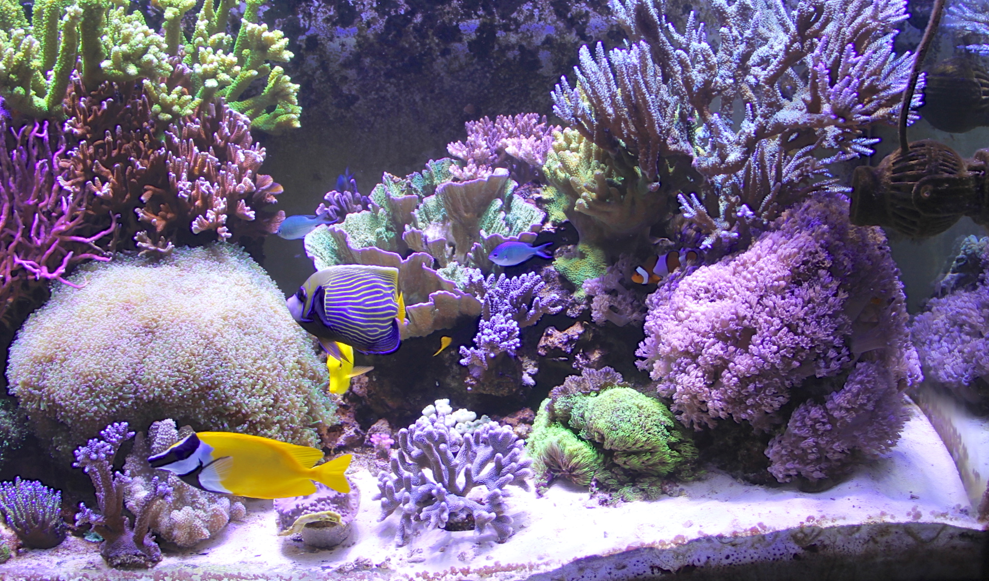 Bouturer des coraux durs – Aquariophile facile, en eau douce et marine.