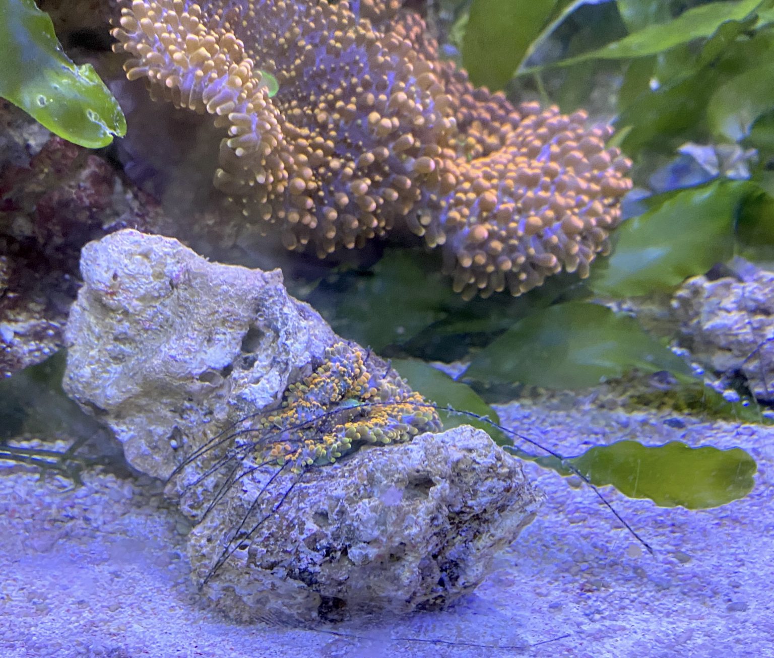 Bouturer des coraux mous – Aquariophile facile, en eau douce et marine.